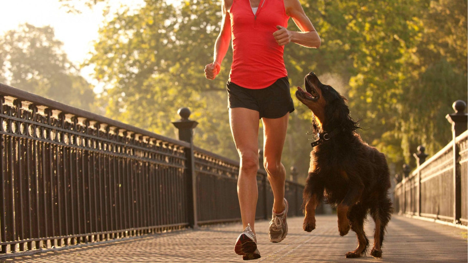 Running With Your Dog: Everything You Need To Know – Rockay